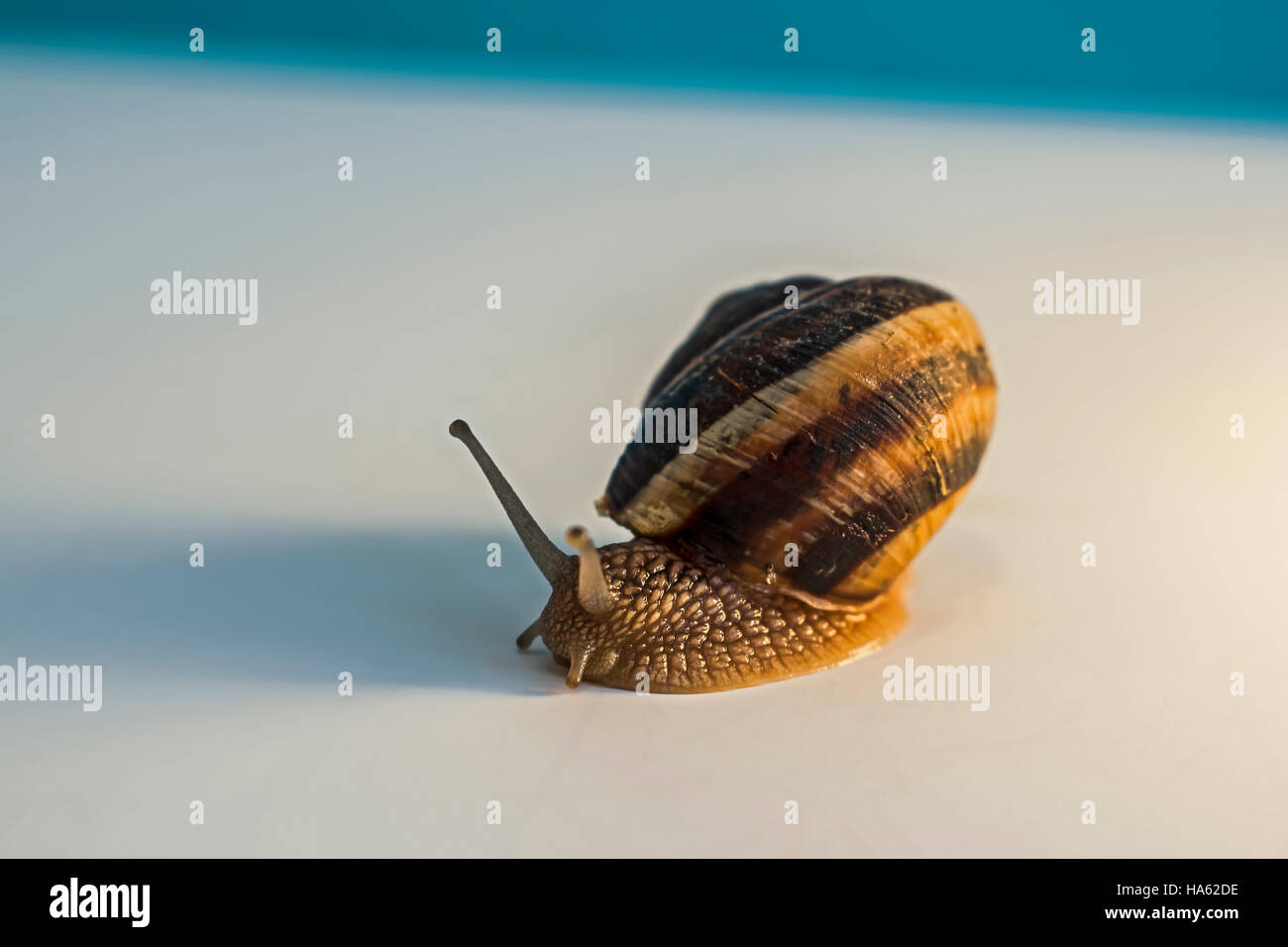Phylum mollusque Banque de photographies et d’images à haute résolution ...