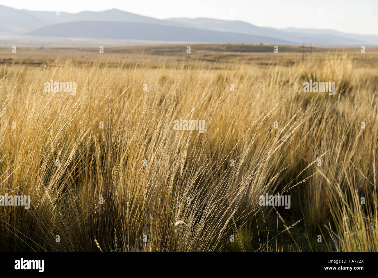 Ichu grass Banque de photographies et d’images à haute résolution - Alamy