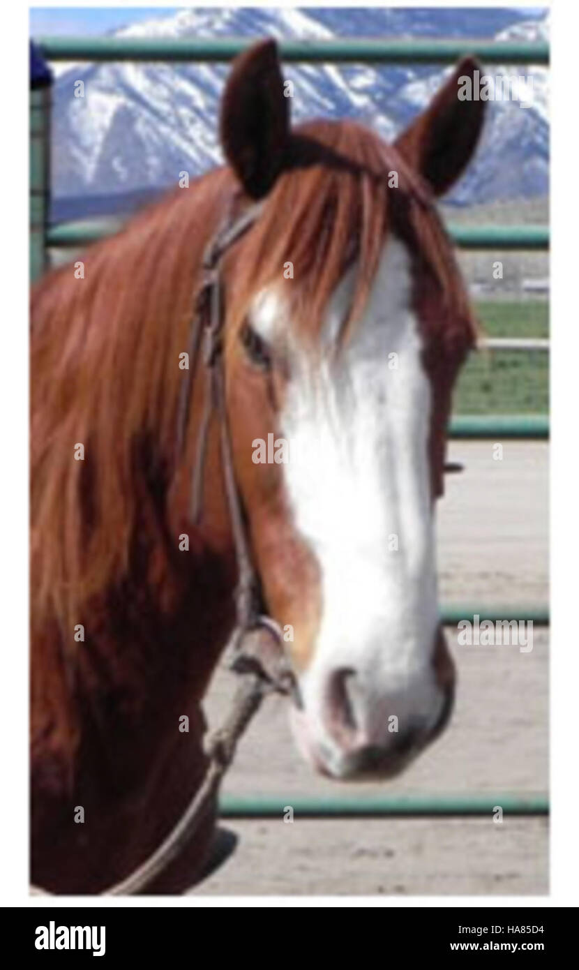 Cette image capture le général Lee, un élément important du système de parcs nationaux géré par ...