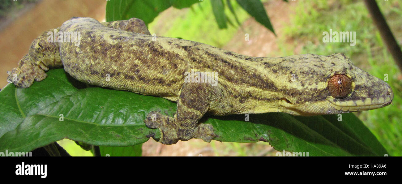 Le U.S. Fish and Wildlife Service gère les parcs nationaux afin de ...