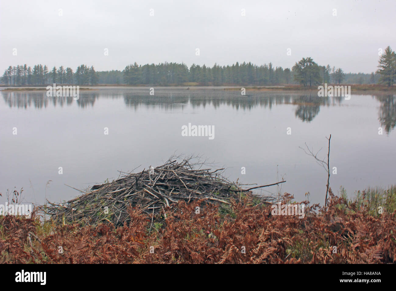 Les pavillons de castors, construits par le castor nord-américain, sont ...