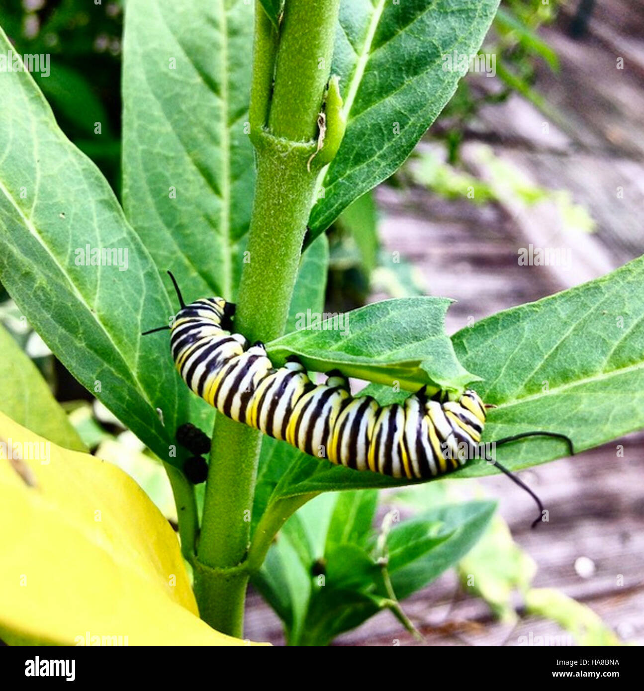 Cette photographie d'une chenille monarque dans un parc national de ...