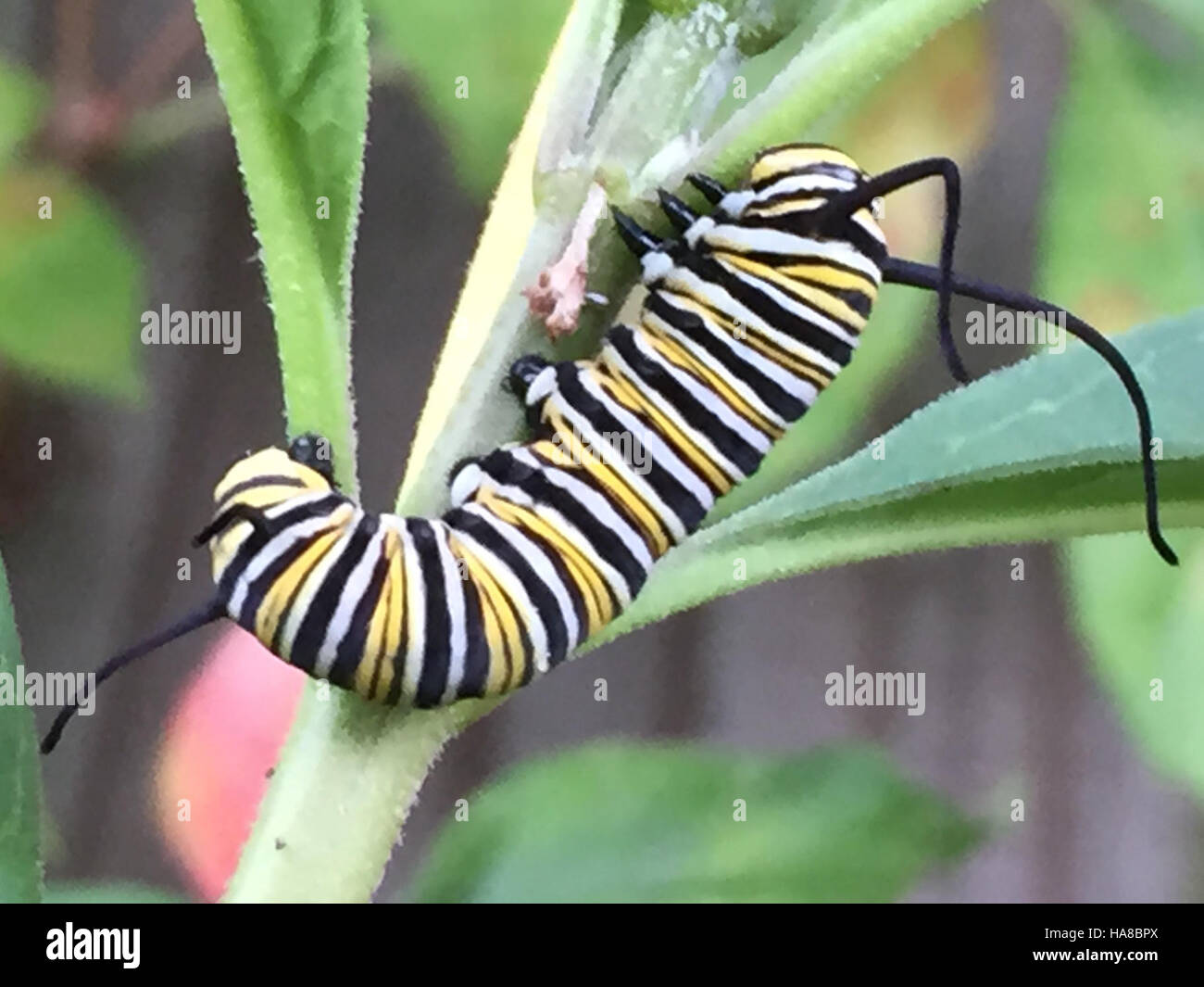 Une chenille monarque se nourrit d'aspersion au Texas, illustrant le ...