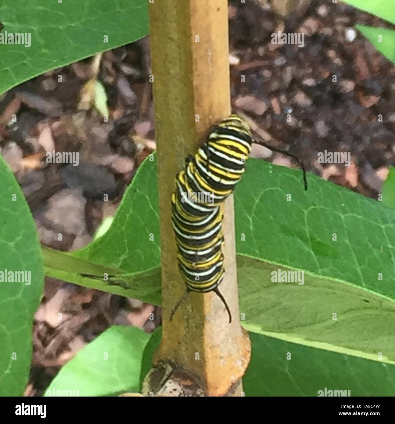 La chenille monarque, observée dans les parcs nationaux du Maryland ...