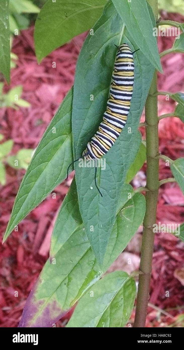 Une chenille monarque et un œuf sont capturés dans un parc national ...