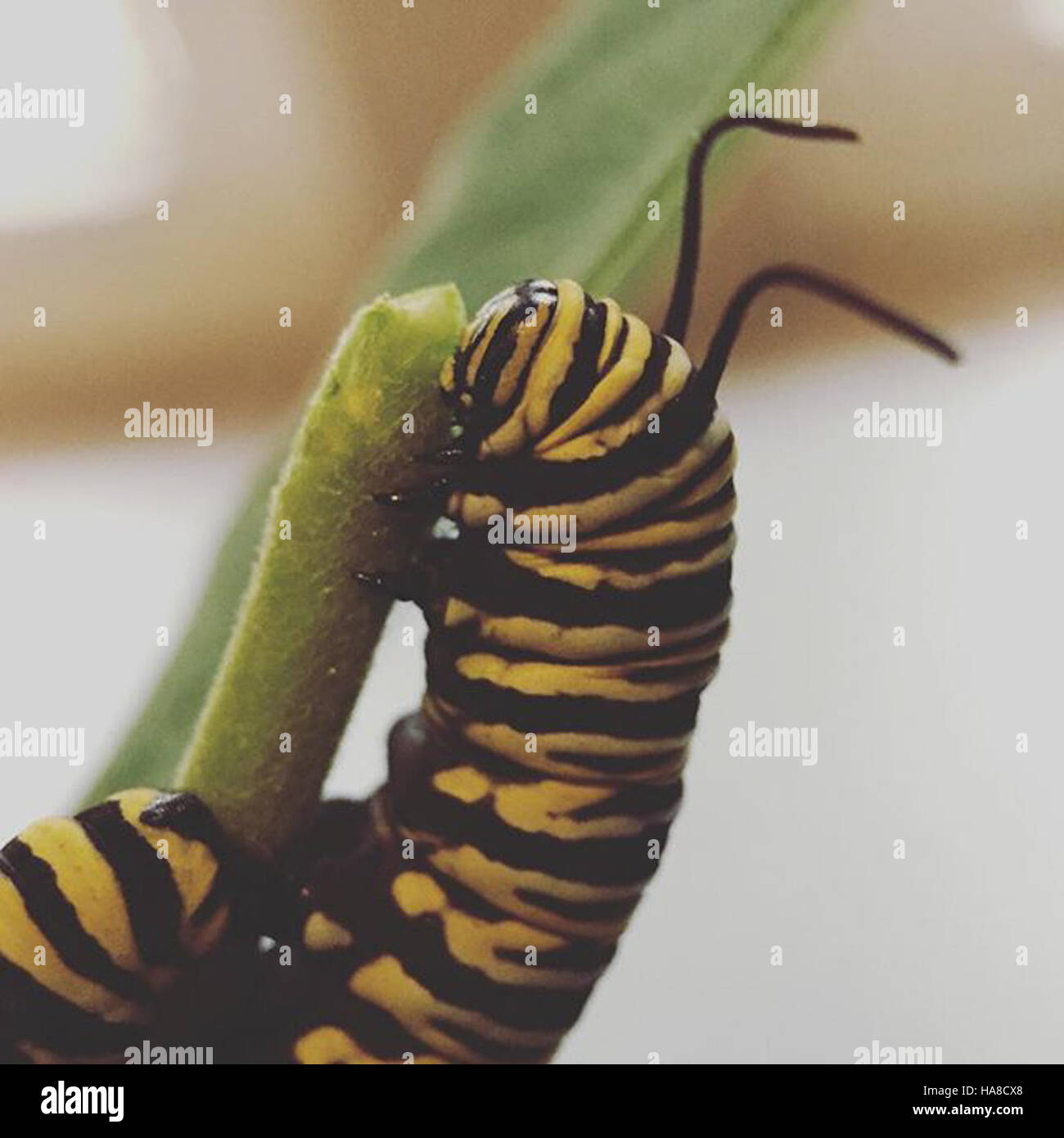 Cette image montre une chenille monarque dans un parc national, qui ...