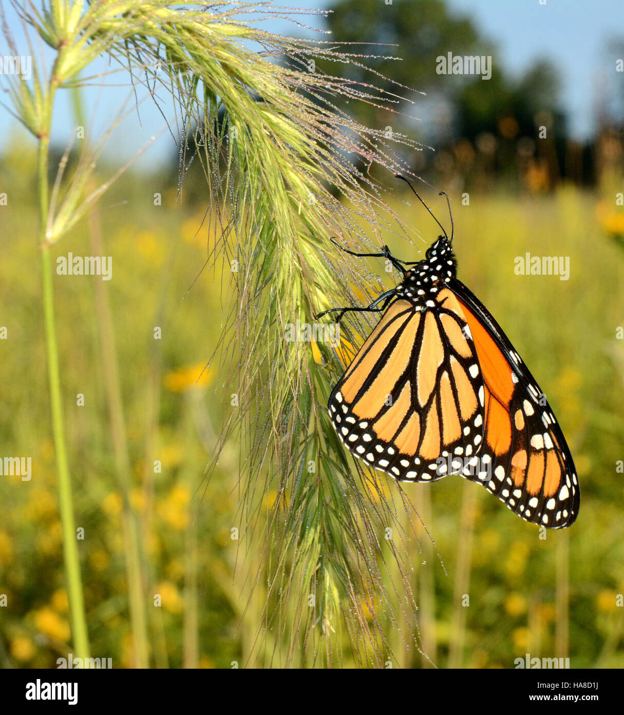 Un papillon monarque repose sur une plante à queue de poisson dans le ...