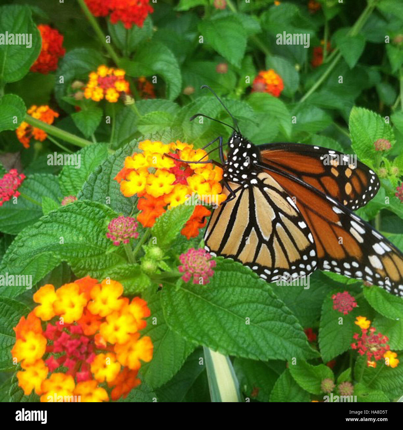 Les papillons monarques, une espèce connue pour leur remarquable ...
