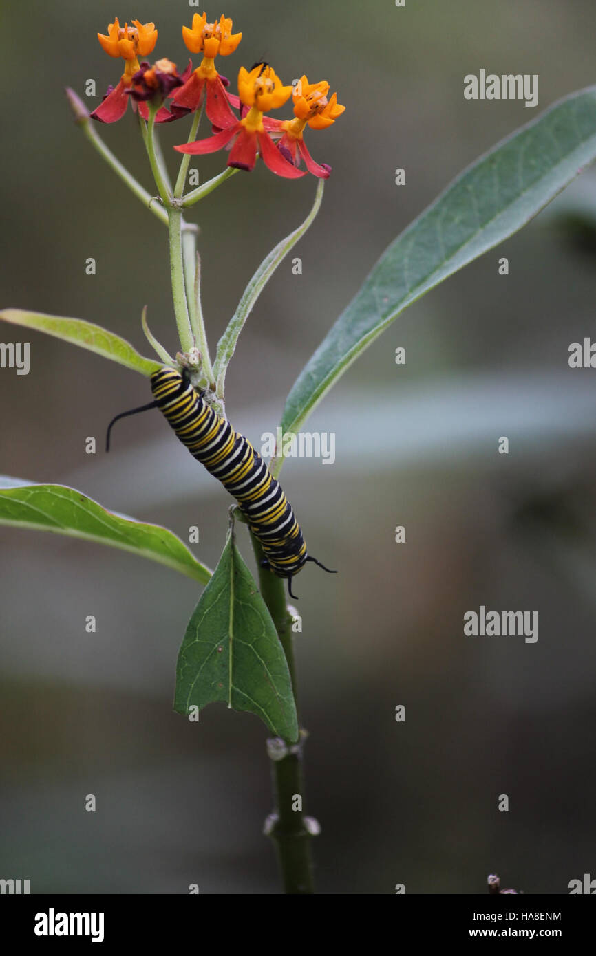 La chenille monarque, observée dans les parcs nationaux de Floride ...