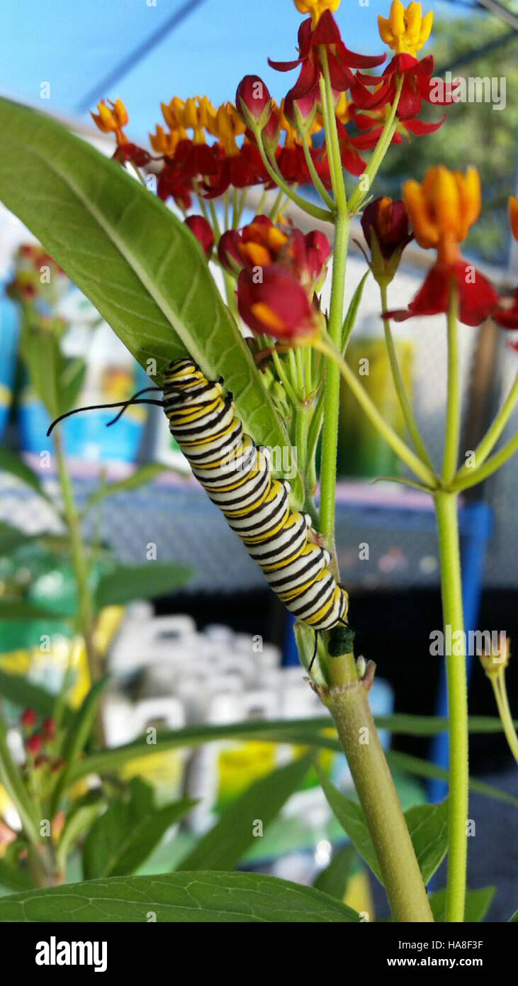 Cette photographie capture une chenille monarque en Floride, mettant en ...