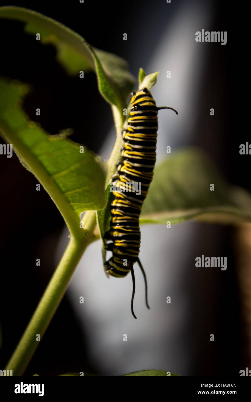 Cette image montre une chenille monarque, capturée dans le Minnesota ...