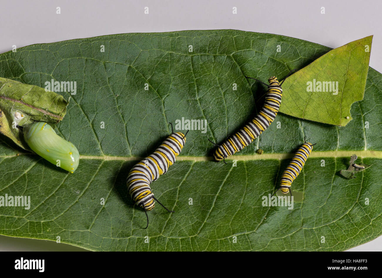 Cette image illustre les étapes du développement du papillon monarque, de l'œuf à la chrysalide ...