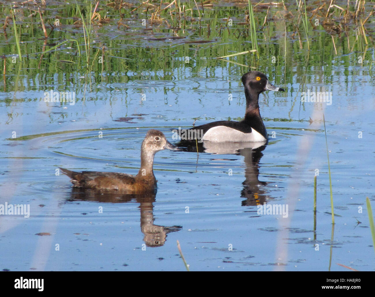 Le canard à cou annulaire est une espèce importante dans les parcs ...