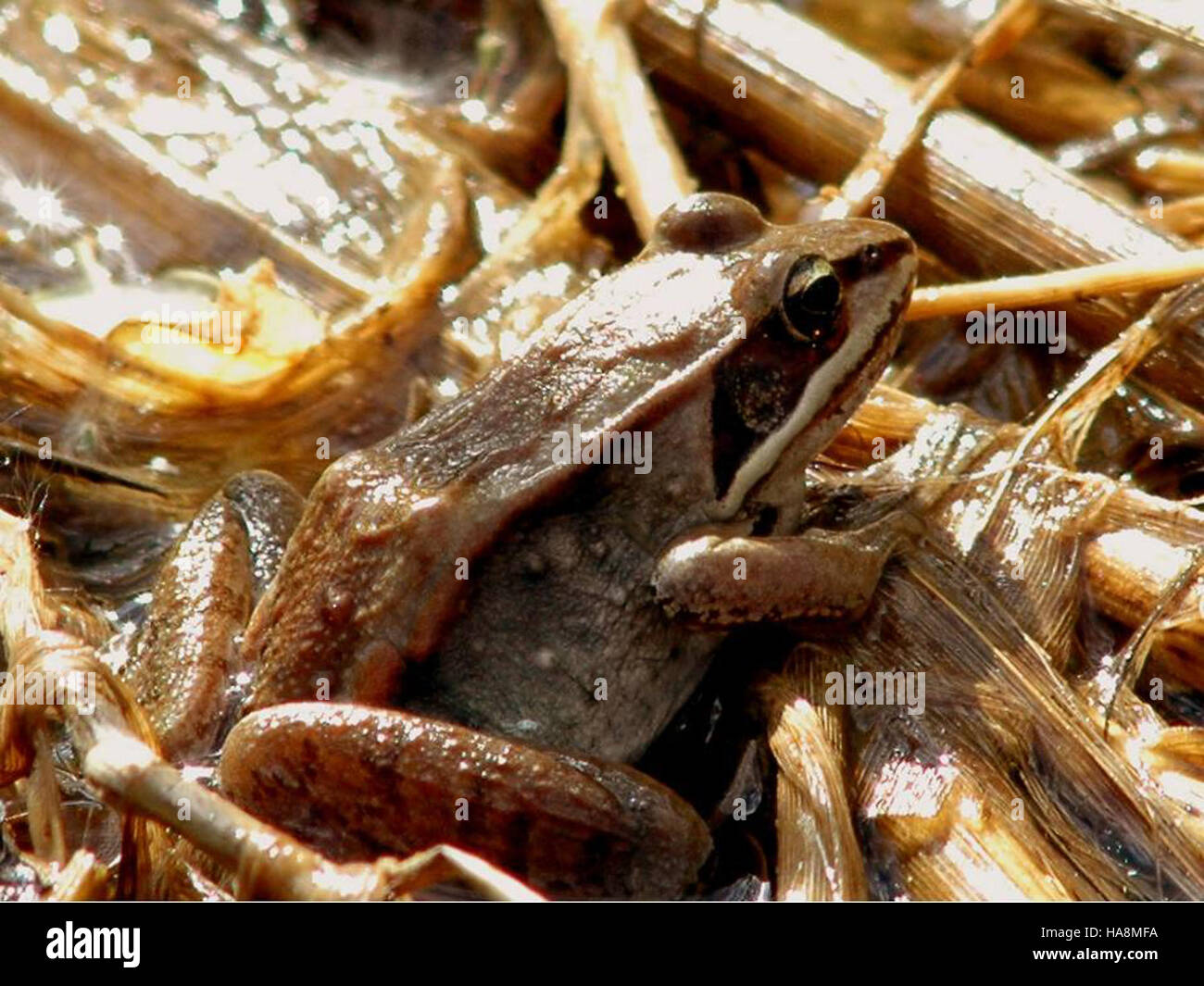 La grenouille des bois, que l'on trouve dans les parcs nationaux du ...