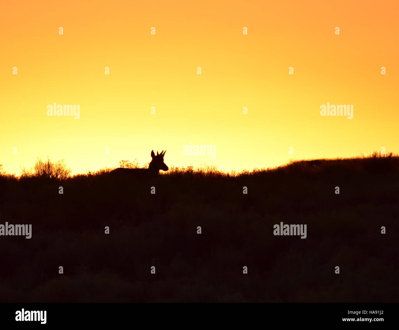 Le pronghorn, une espèce emblématique de l'Ouest américain, se trouve ...