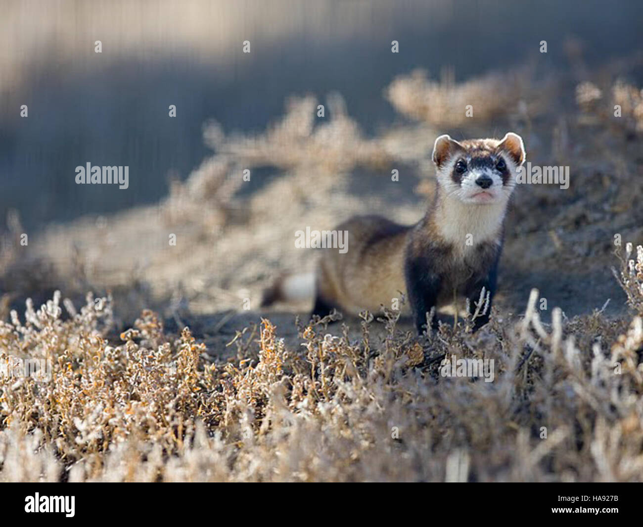 Le National Black-Foot Ferret conservation Center se concentre sur la ...