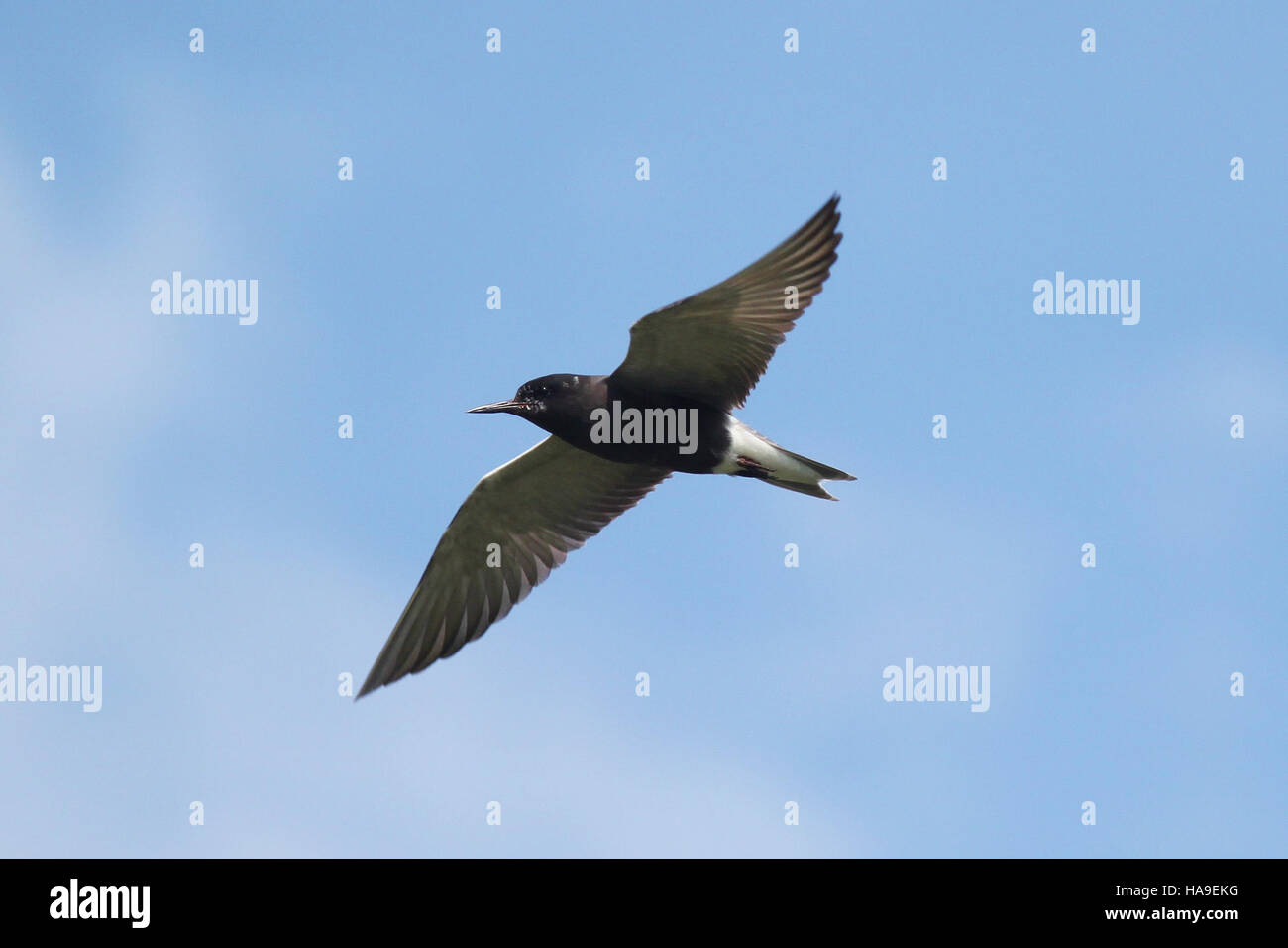 Cette image capture une sterne noire en vol dans un parc national. La ...