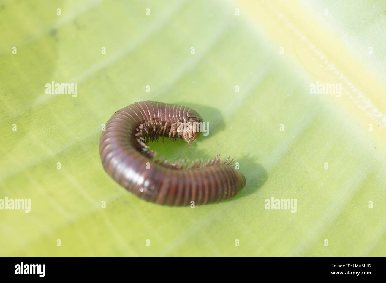Millipedes anneau Banque de photographies et d’images à haute ...