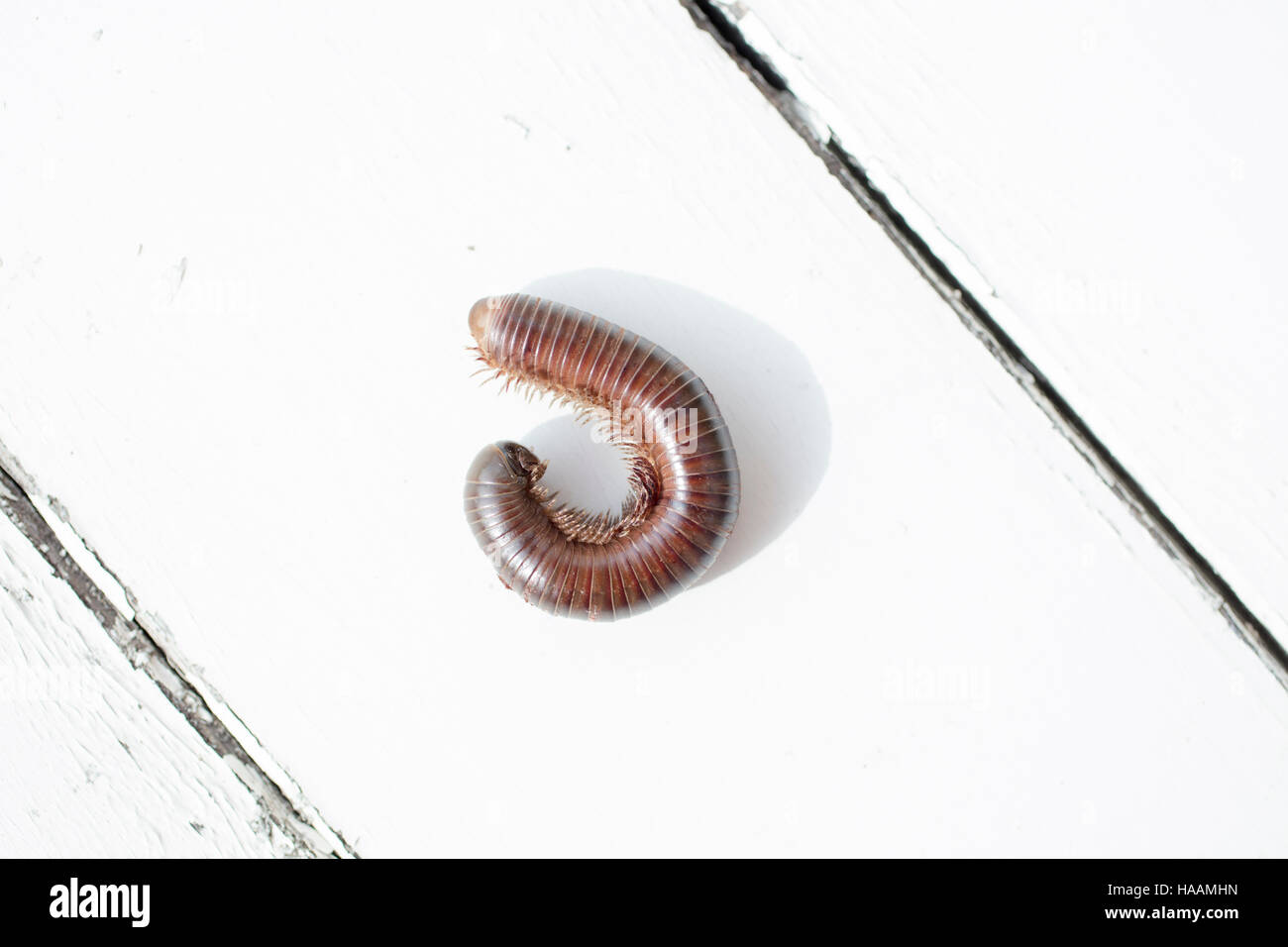 Gusano marrón Banque de photographies et d’images à haute résolution ...