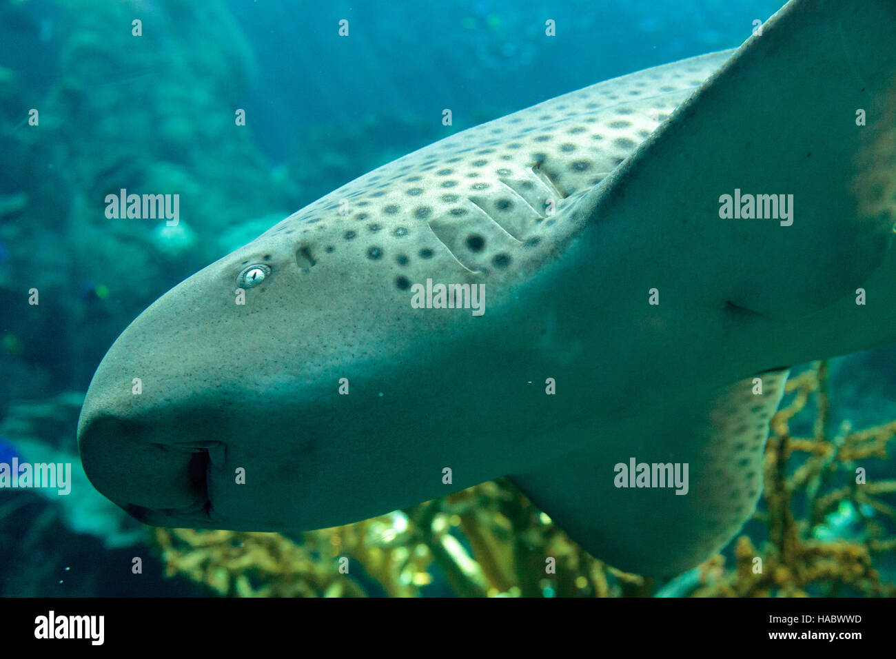 Shark Stegostoma fasciatum, Zebra, aussi appelé le requin léopard, est ...