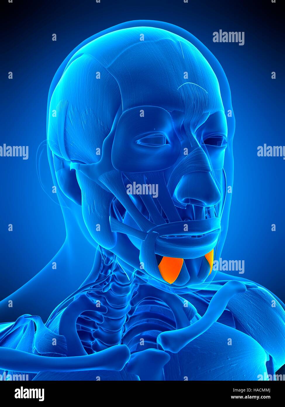 Depressor labii inferioris muscle Banque de photographies et d’images à ...