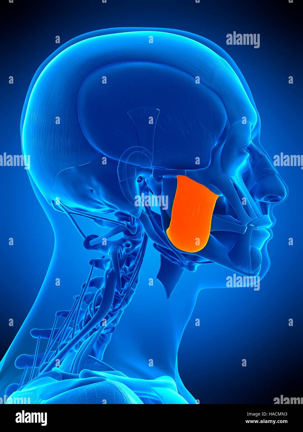 Masseter muscle Banque de photographies et d’images à haute résolution ...