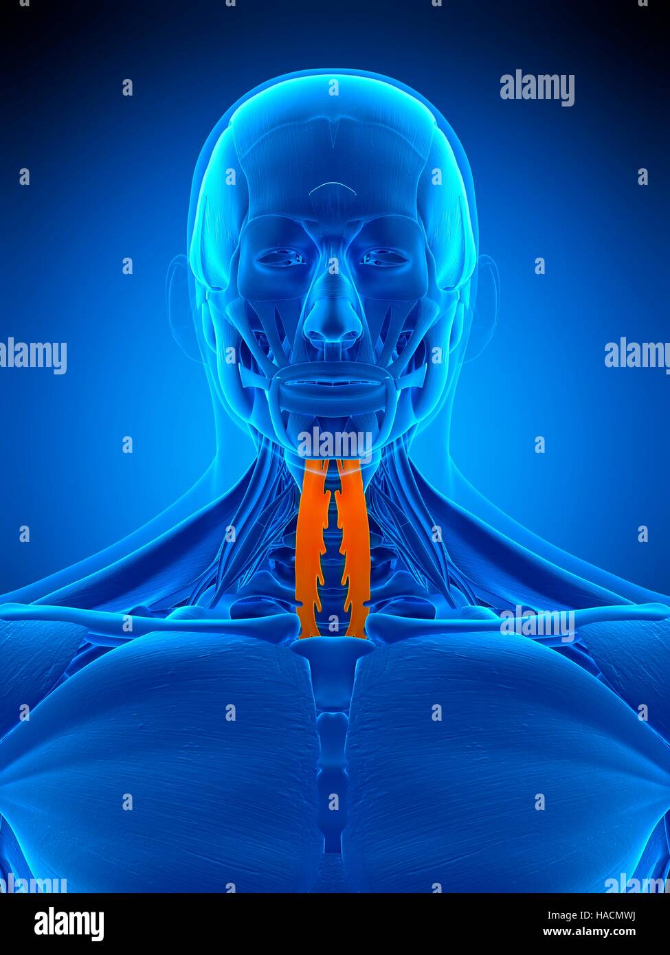 Longus colli Banque de photographies et d’images à haute résolution - Alamy