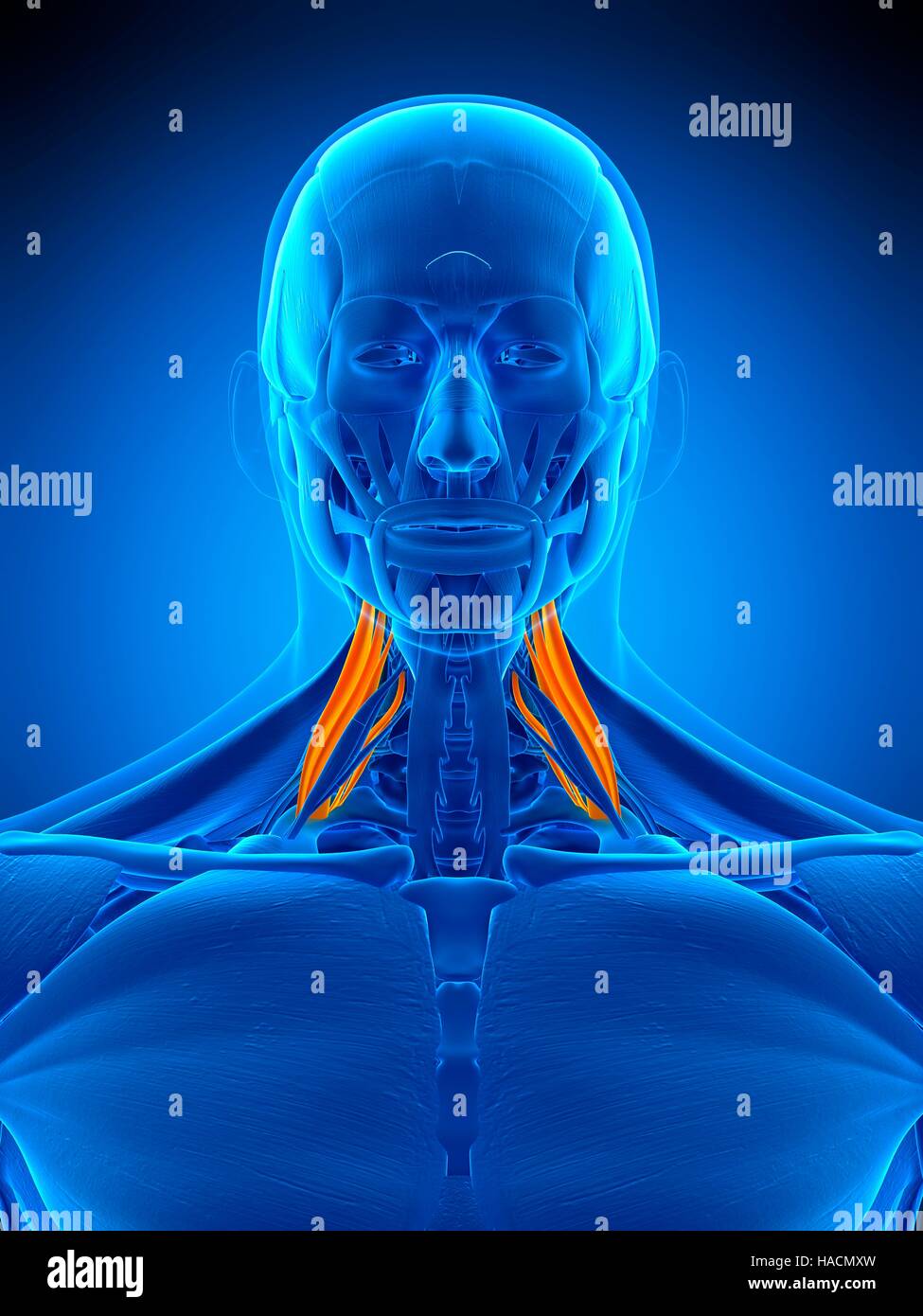 Illustration de la région du muscle scalène Photo Stock - Alamy