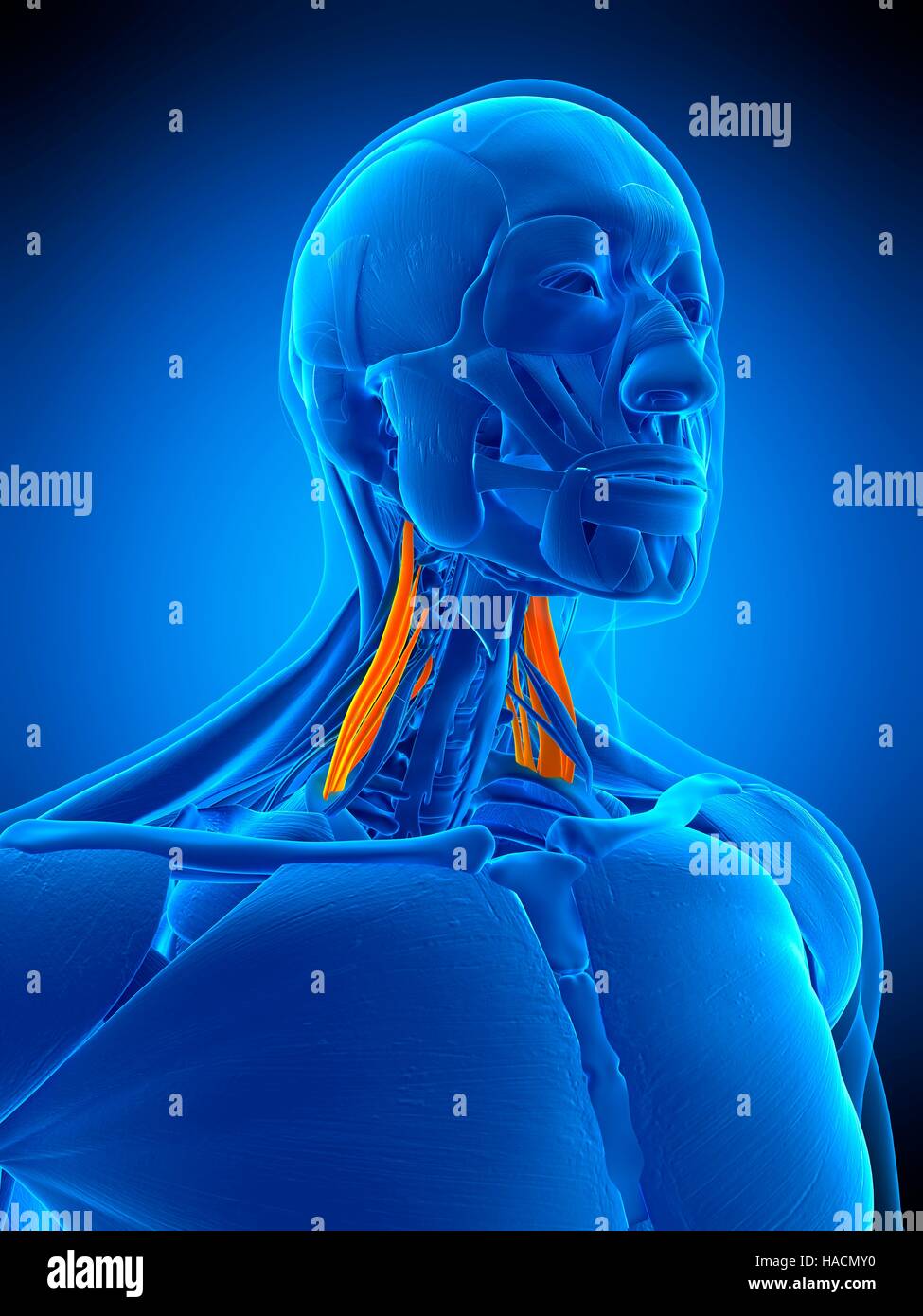 Illustration de la région du muscle scalène Photo Stock - Alamy
