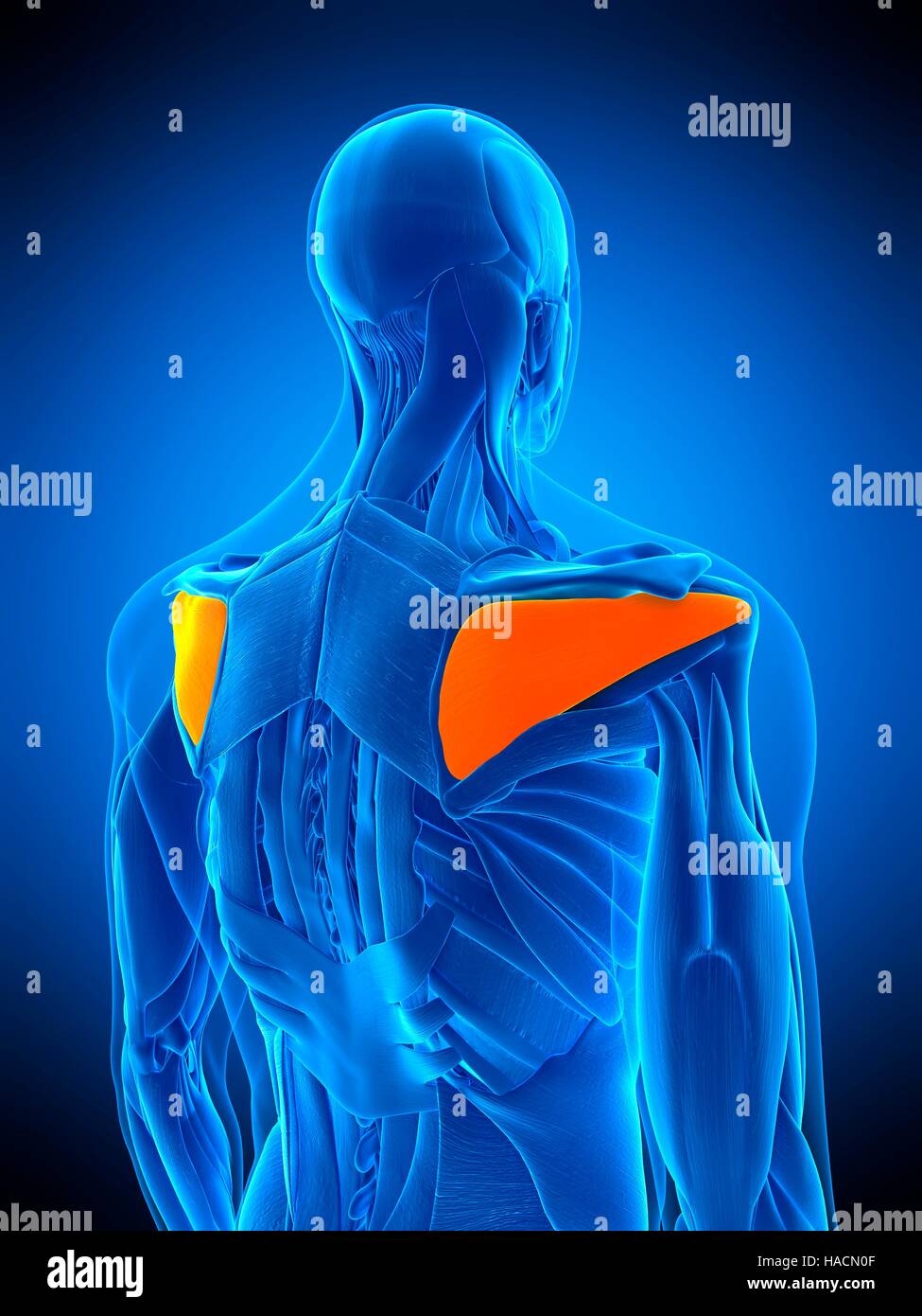 Anatomie des muscles masculins Banque de photographies et d’images à ...
