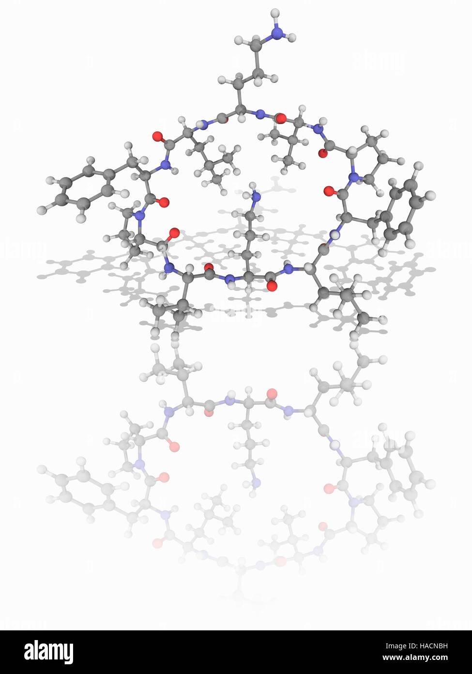 Gram negative bacteria batonnet Banque de photographies et d’images à ...