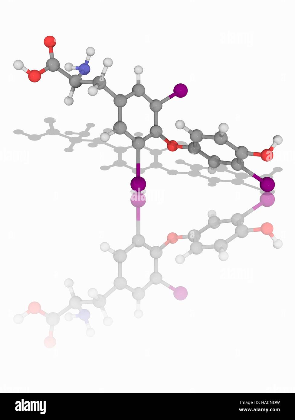 La liothyronine Banque de photographies et d’images à haute résolution ...