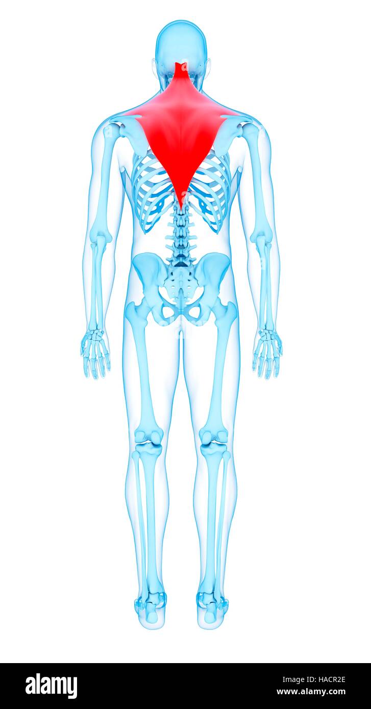 Muscles de la cuisse humaine Banque d'images détourées - Alamy