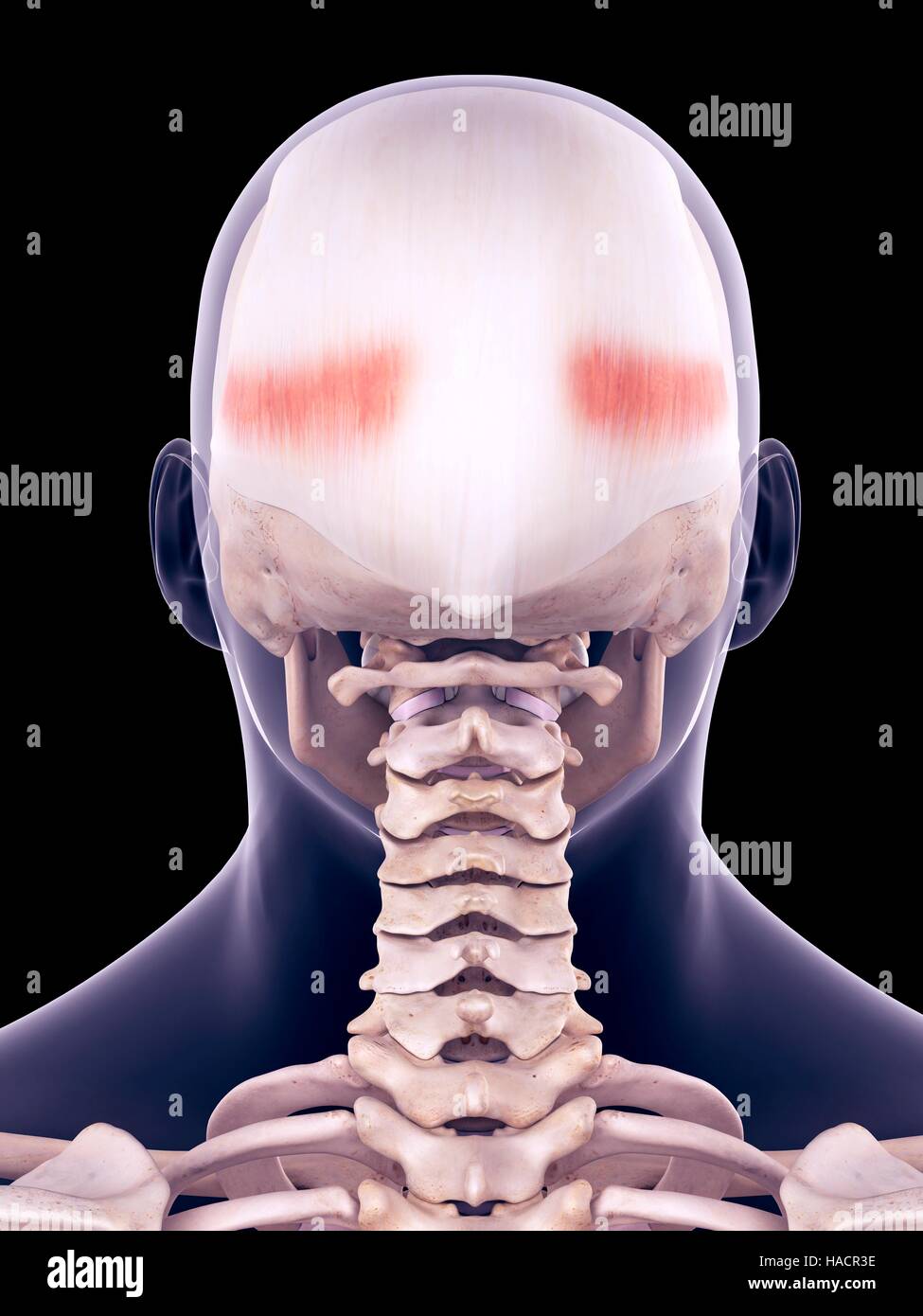 Muscles de la gorge humaine Banque de photographies et d’images à haute ...