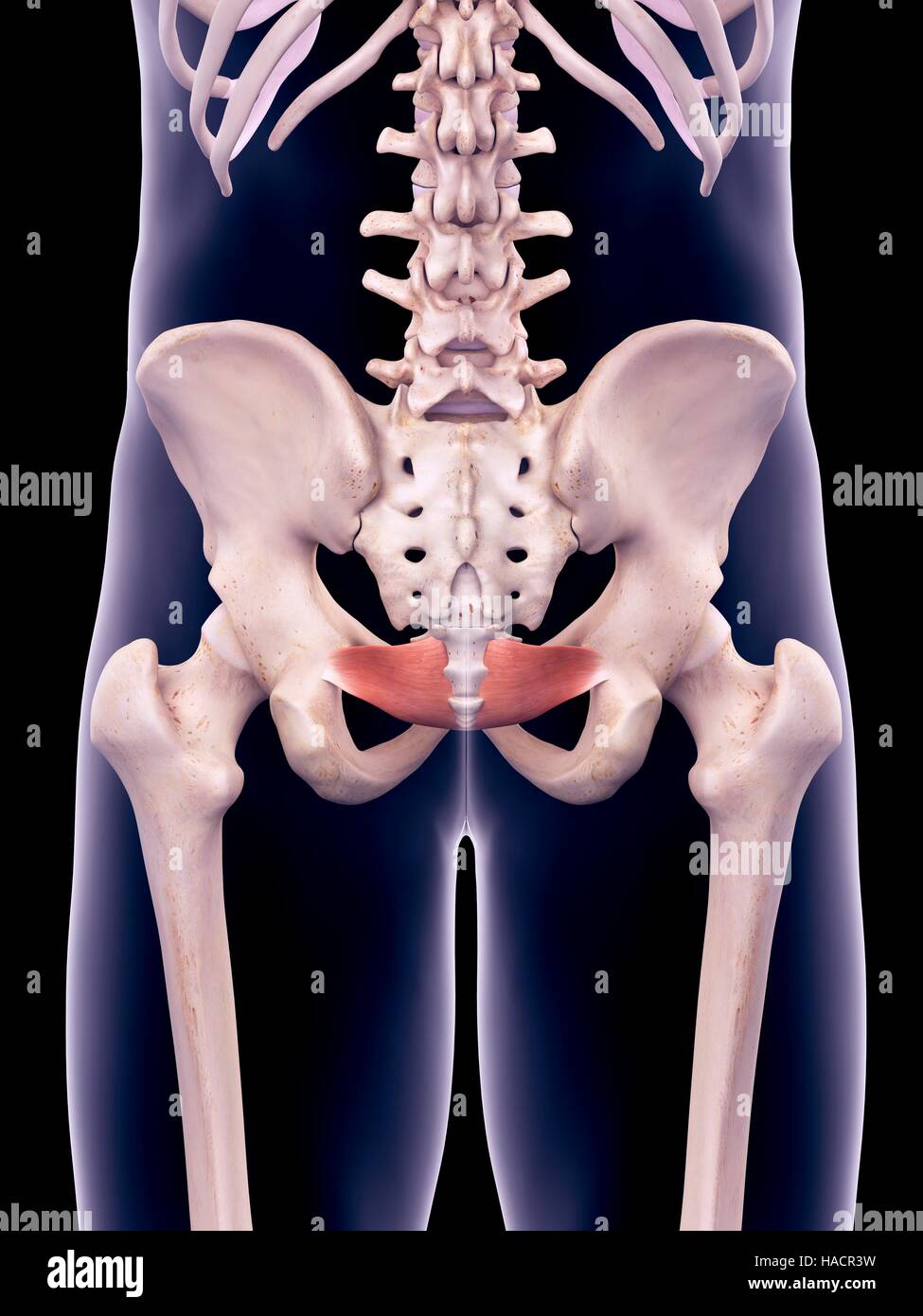 Anatomie des fesses humaines homme Banque de photographies et d’images ...