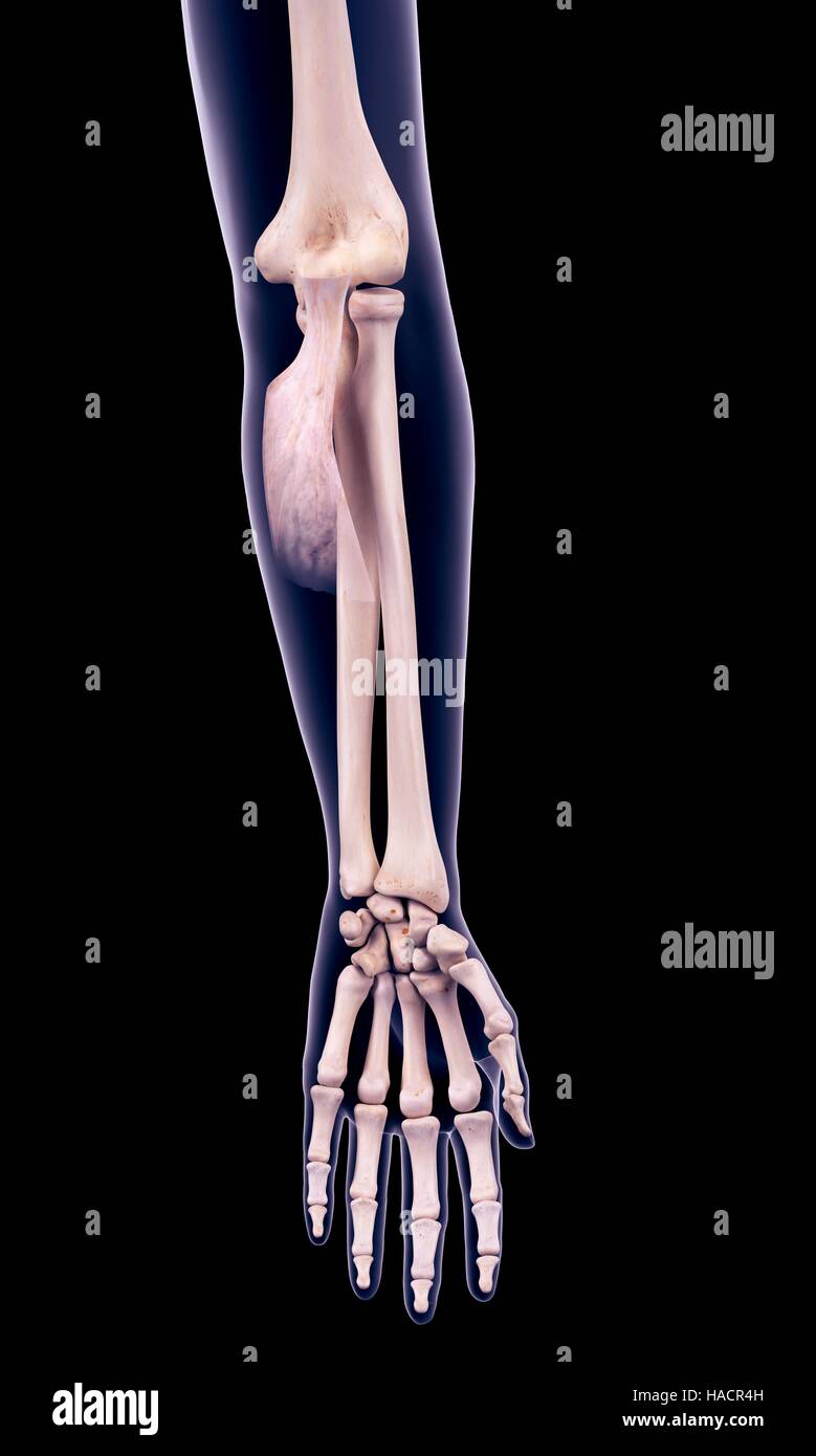 Aponévrose musculaire Banque de photographies et d’images à haute ...