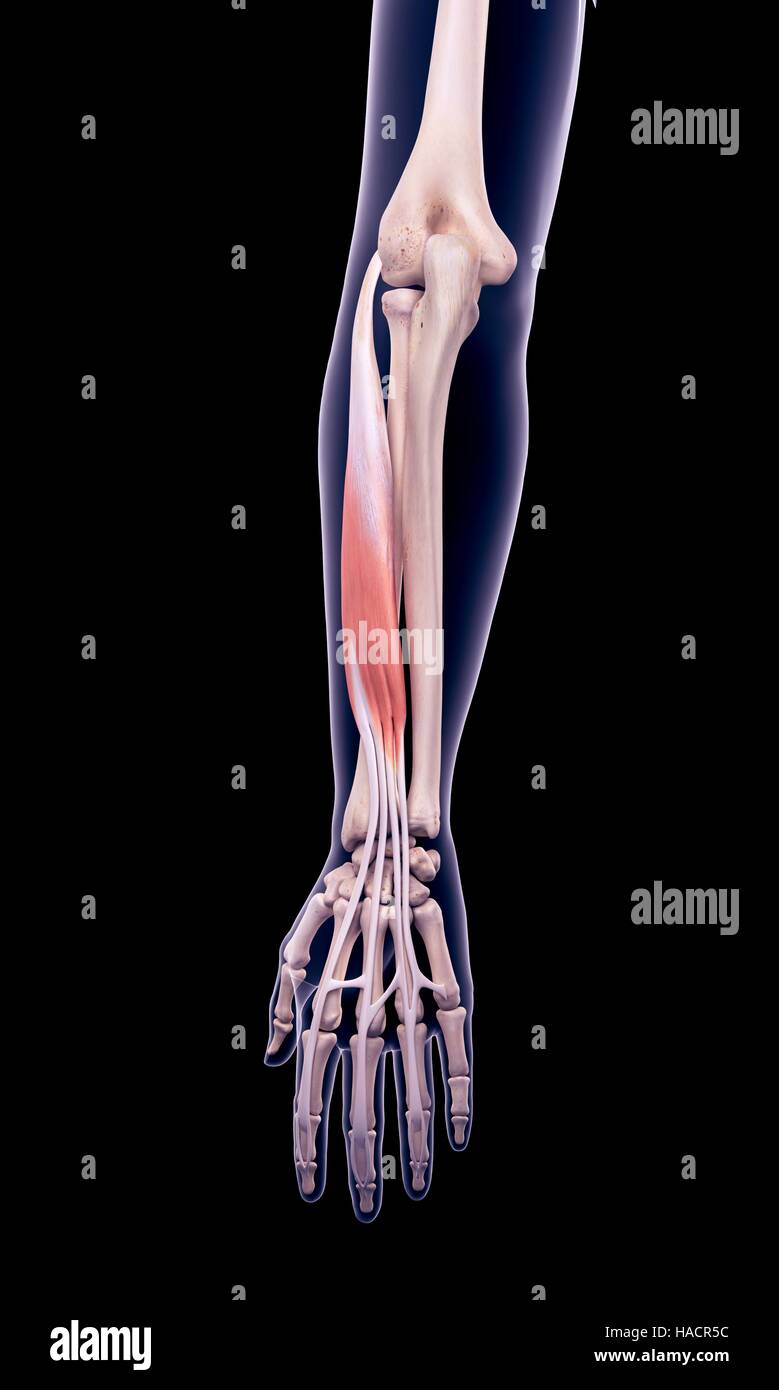 Extenseur du muscle digitorum Banque de photographies et d’images à ...