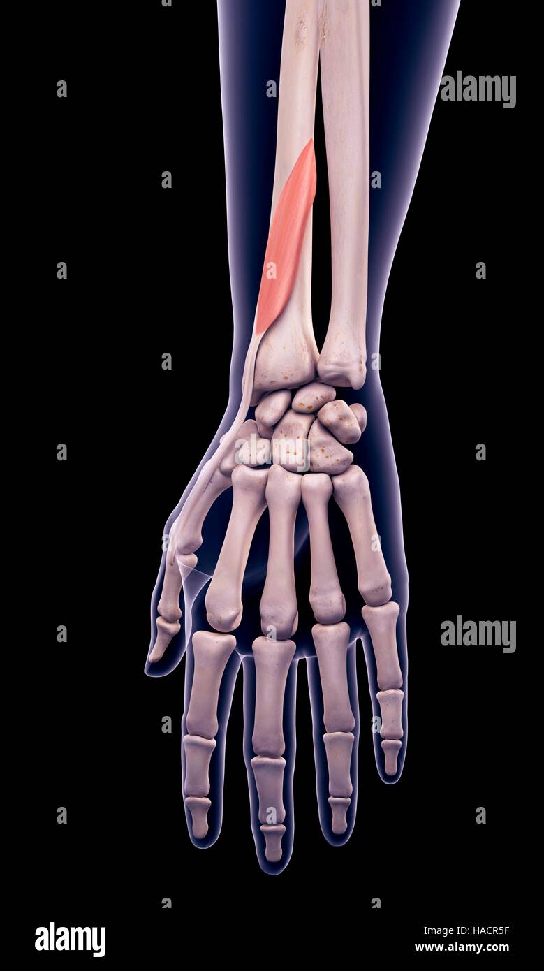 Extensor pollicis brevis Banque de photographies et d’images à haute ...