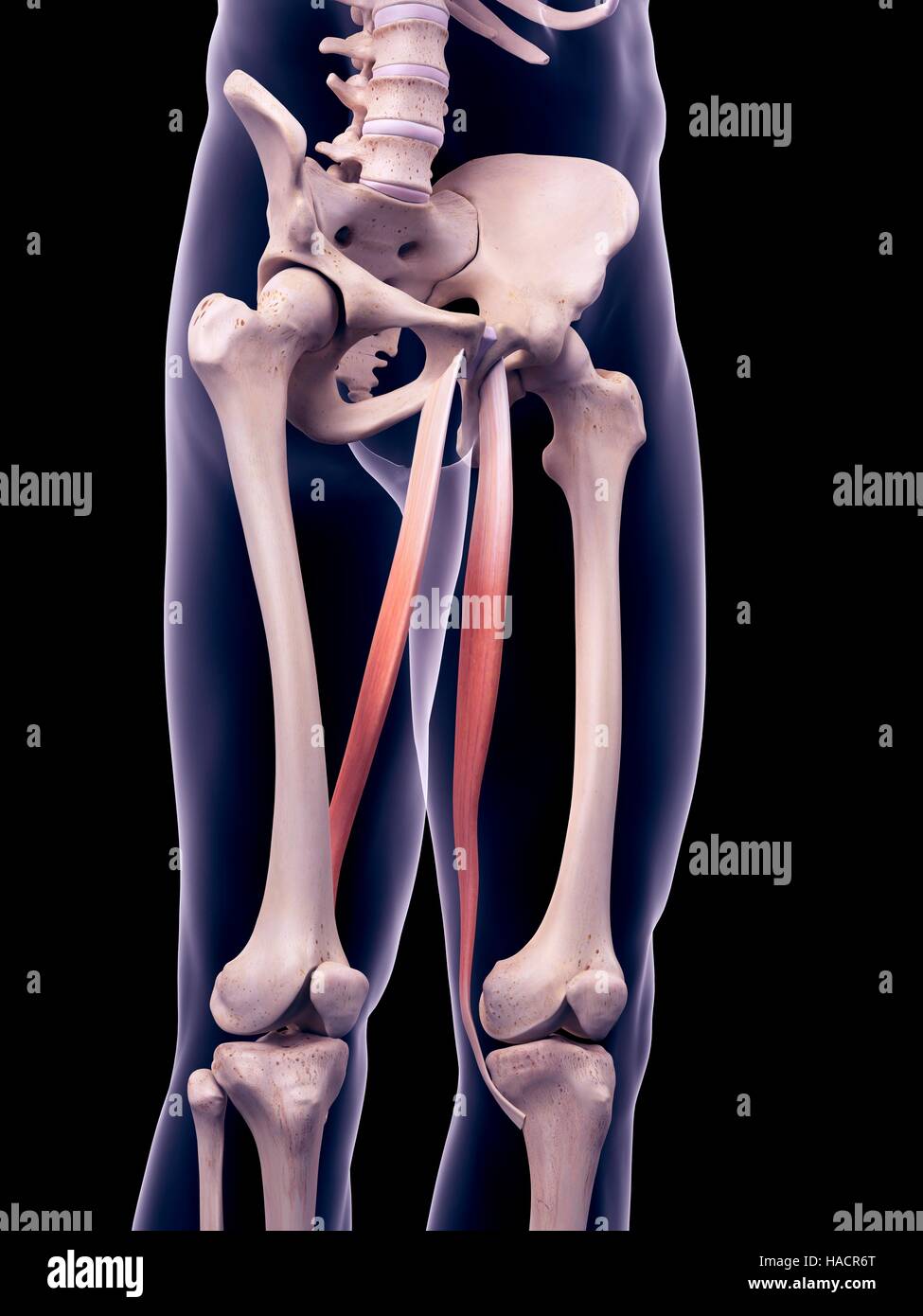 Muscles humains de la hanche et des jambes Banque de photographies et d ...