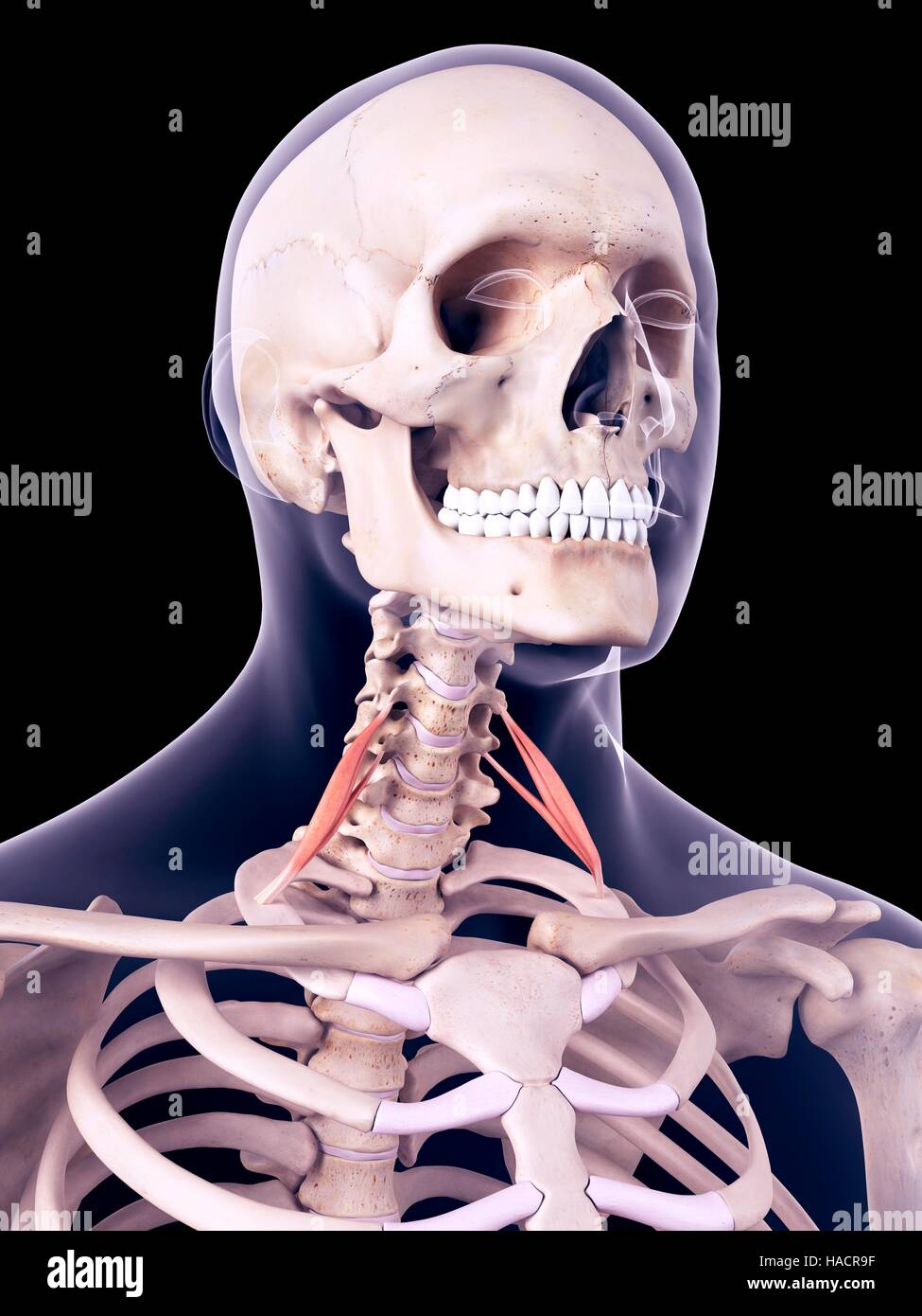 Scalene anterior Banque de photographies et d’images à haute résolution ...