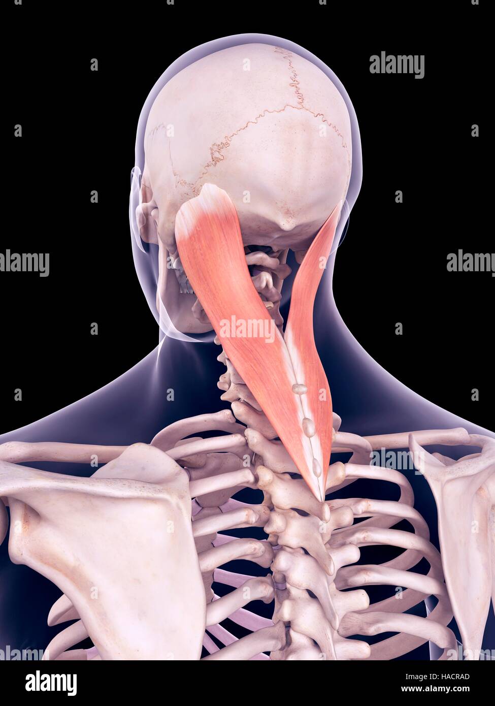 Splenius capitis muscle Banque de photographies et d’images à haute ...