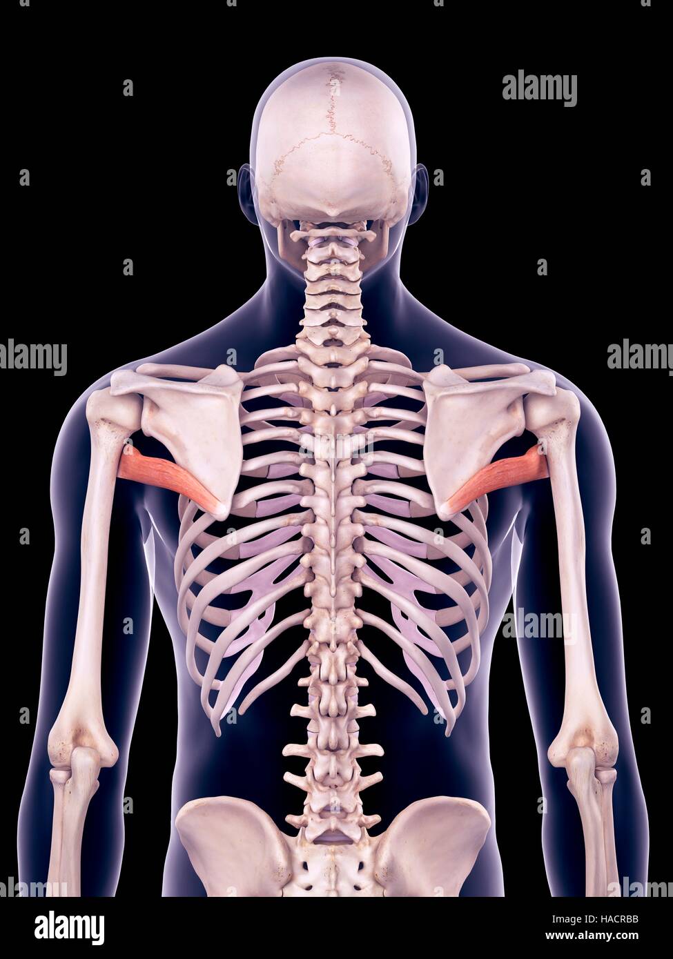 Les muscles de l'épaule grand rond Banque de photographies et d’images ...