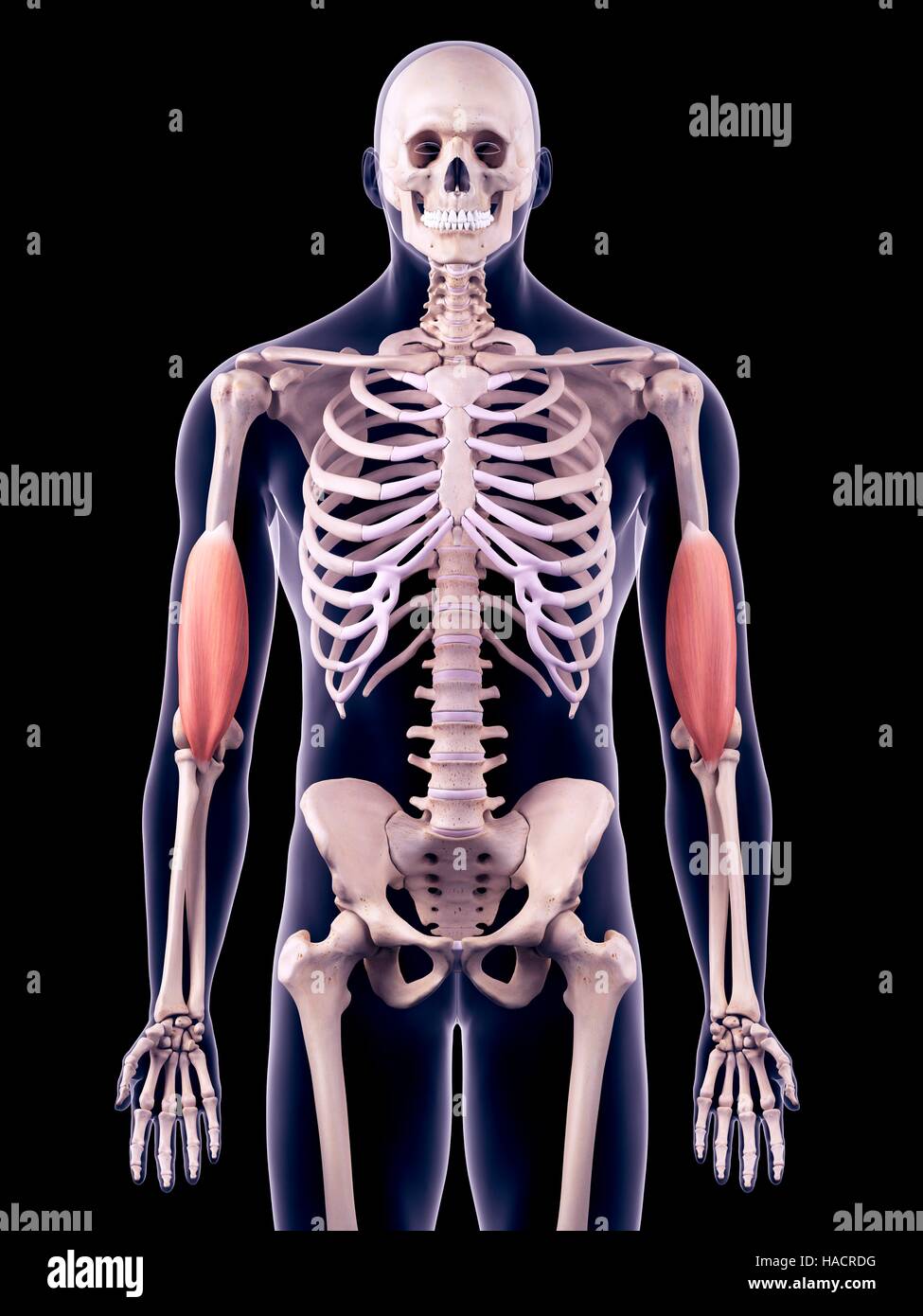 Illustration de la brachiale les muscles Photo Stock - Alamy