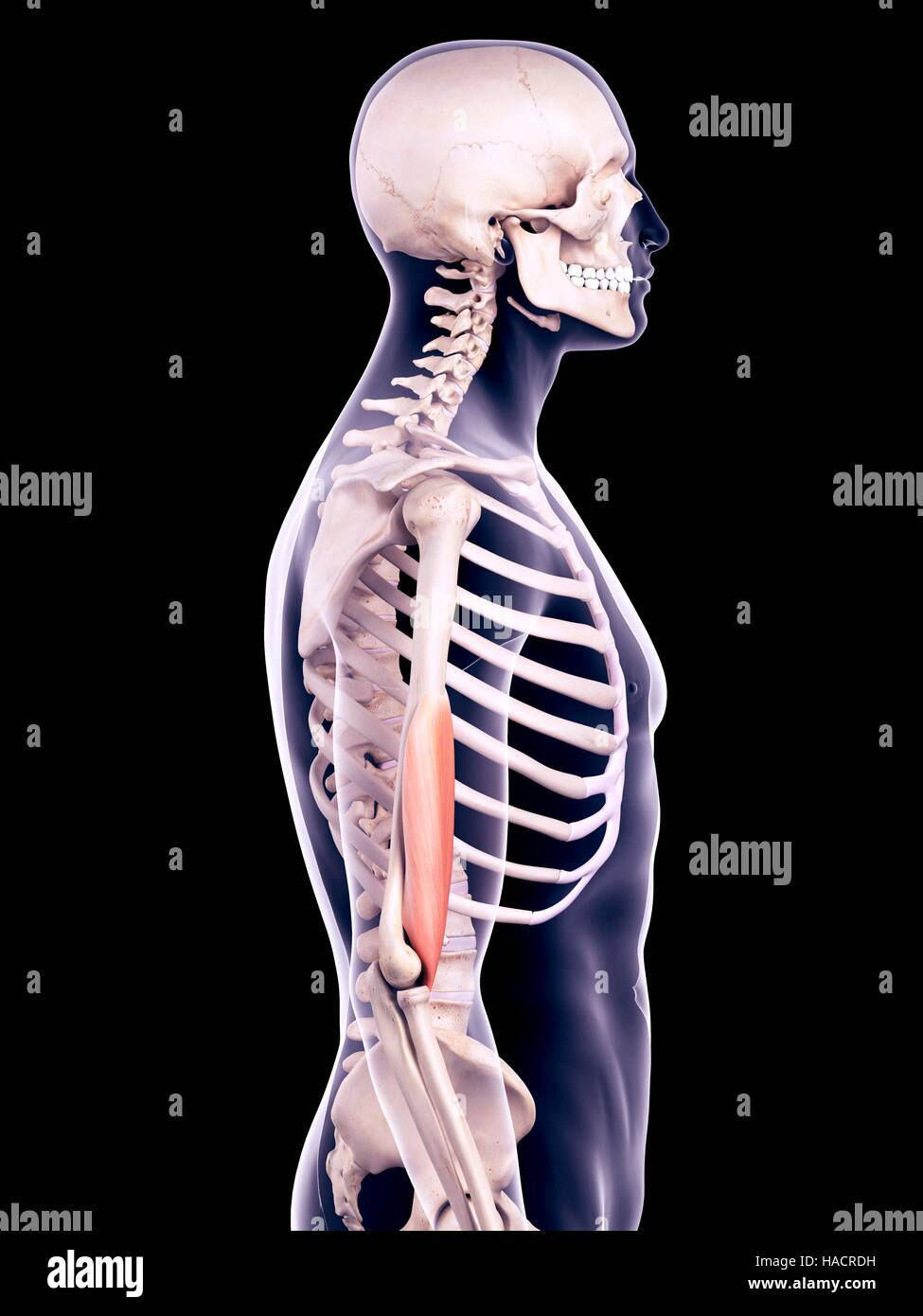 Anatomie du muscle brachial Banque de photographies et d’images à haute ...