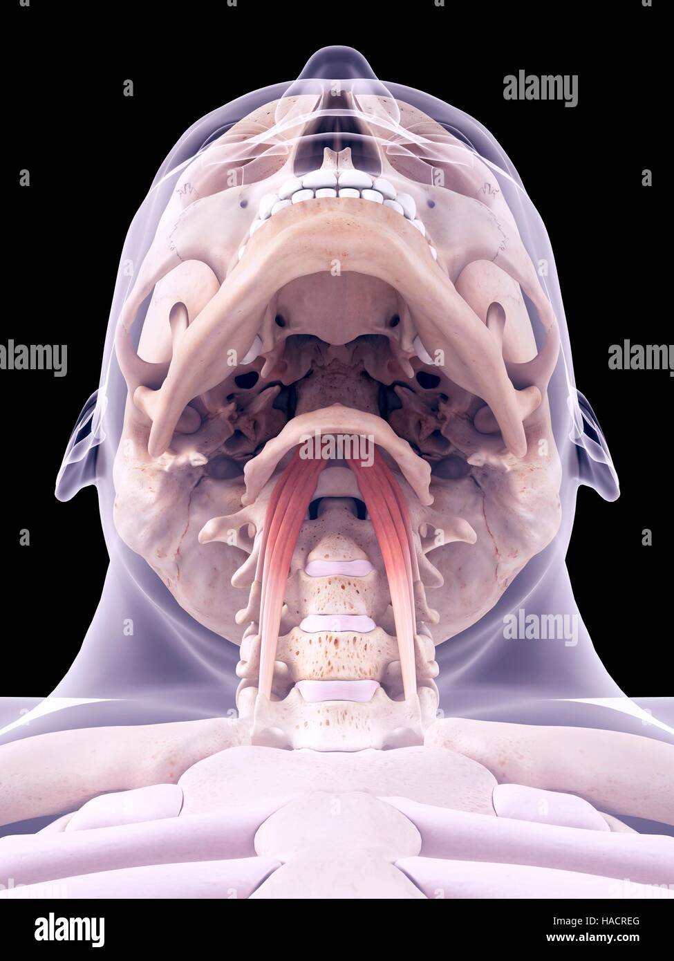 Longus Capitis Banque d'image et photos - Alamy