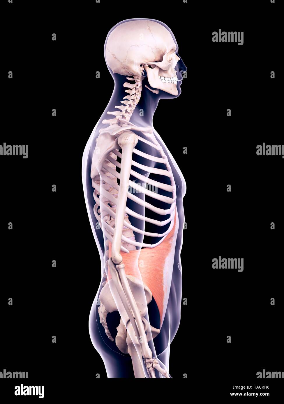 Transversus abdominis muscle Banque de photographies et d’images à ...