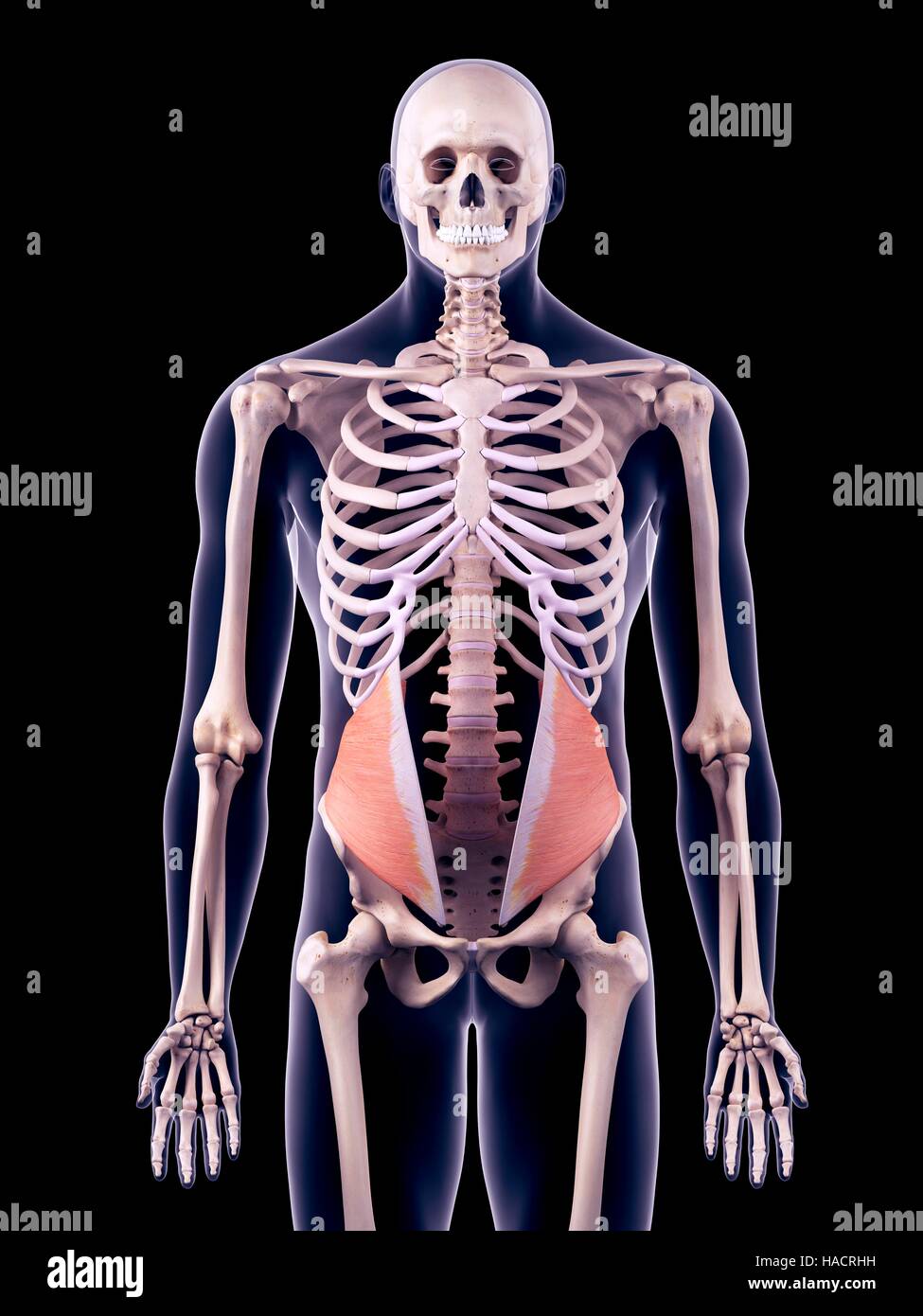 Muscles obliques internes Banque de photographies et d’images à haute ...