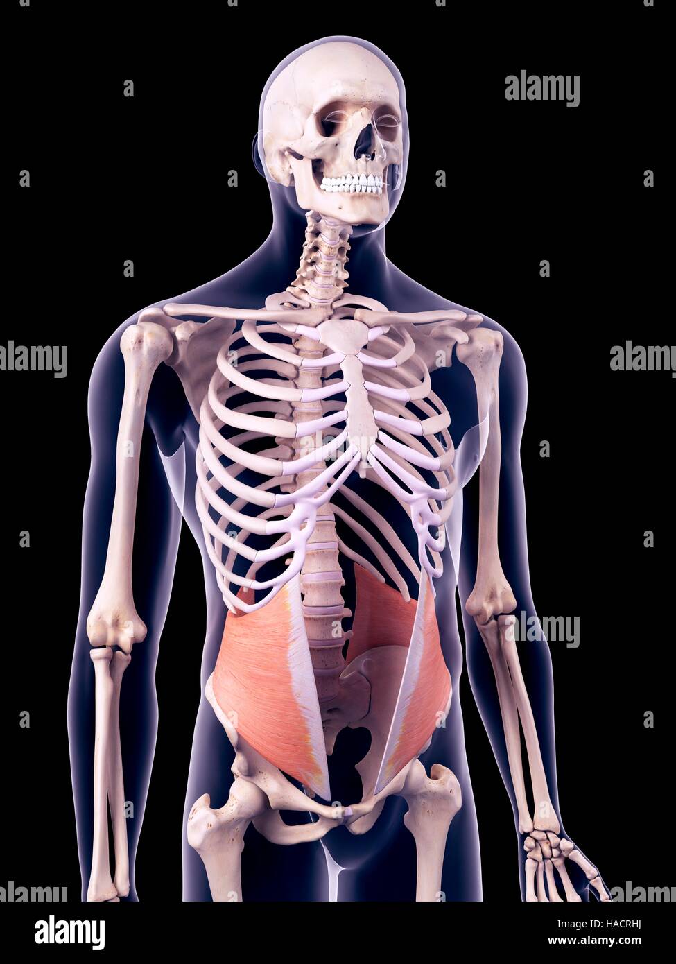 Muscles Internes Banque d'image et photos - Alamy