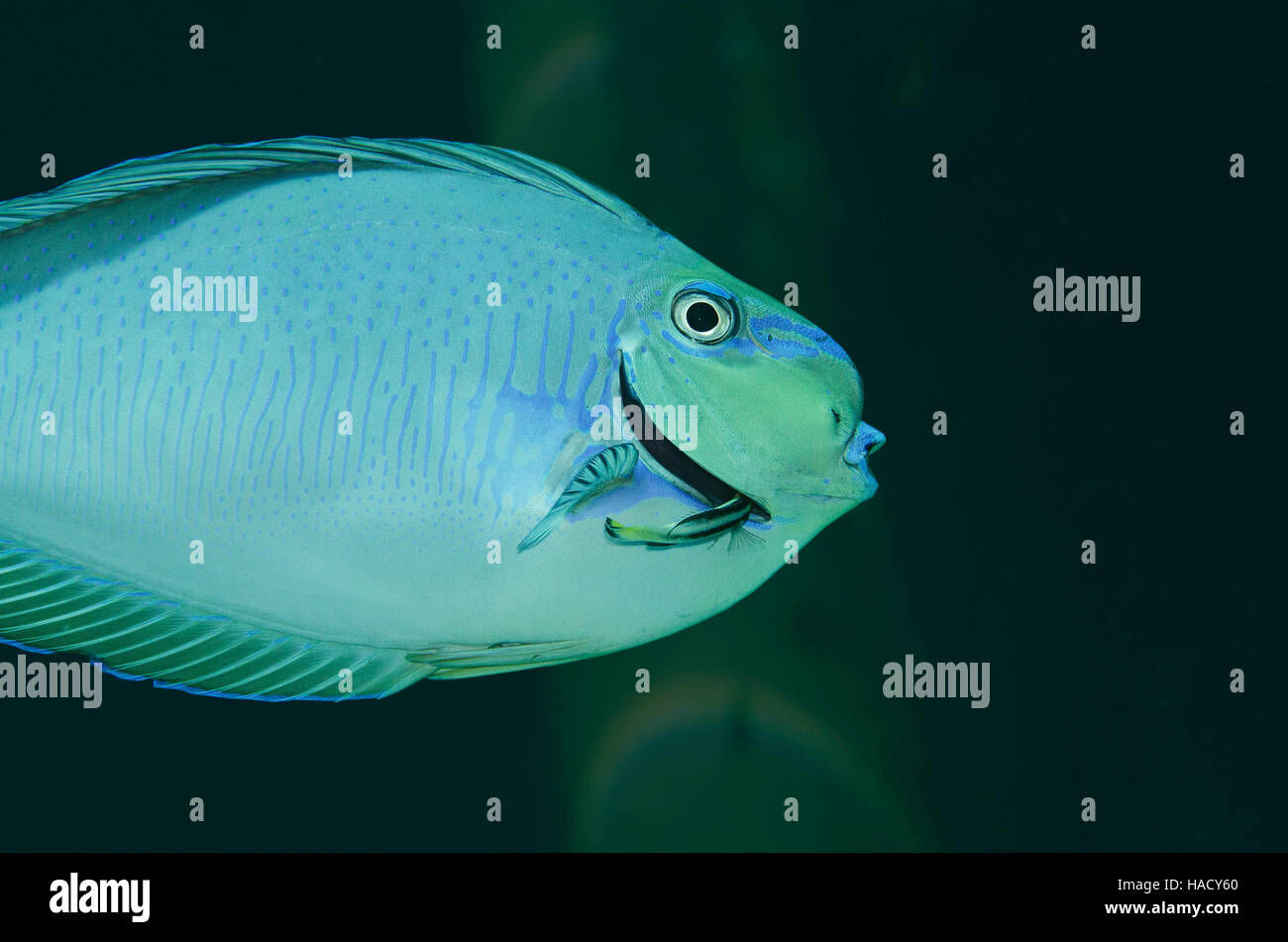 Bluestreak cleaner wrasse, Labroides dimidiatus, à l'intérieur d'une ...