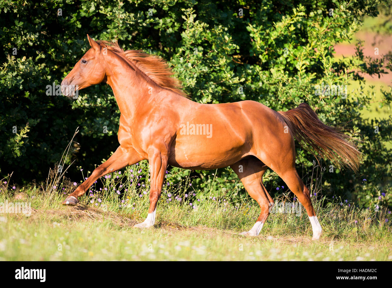 American Quarter Horse. Jument alezane galoper sur un pâturage ...